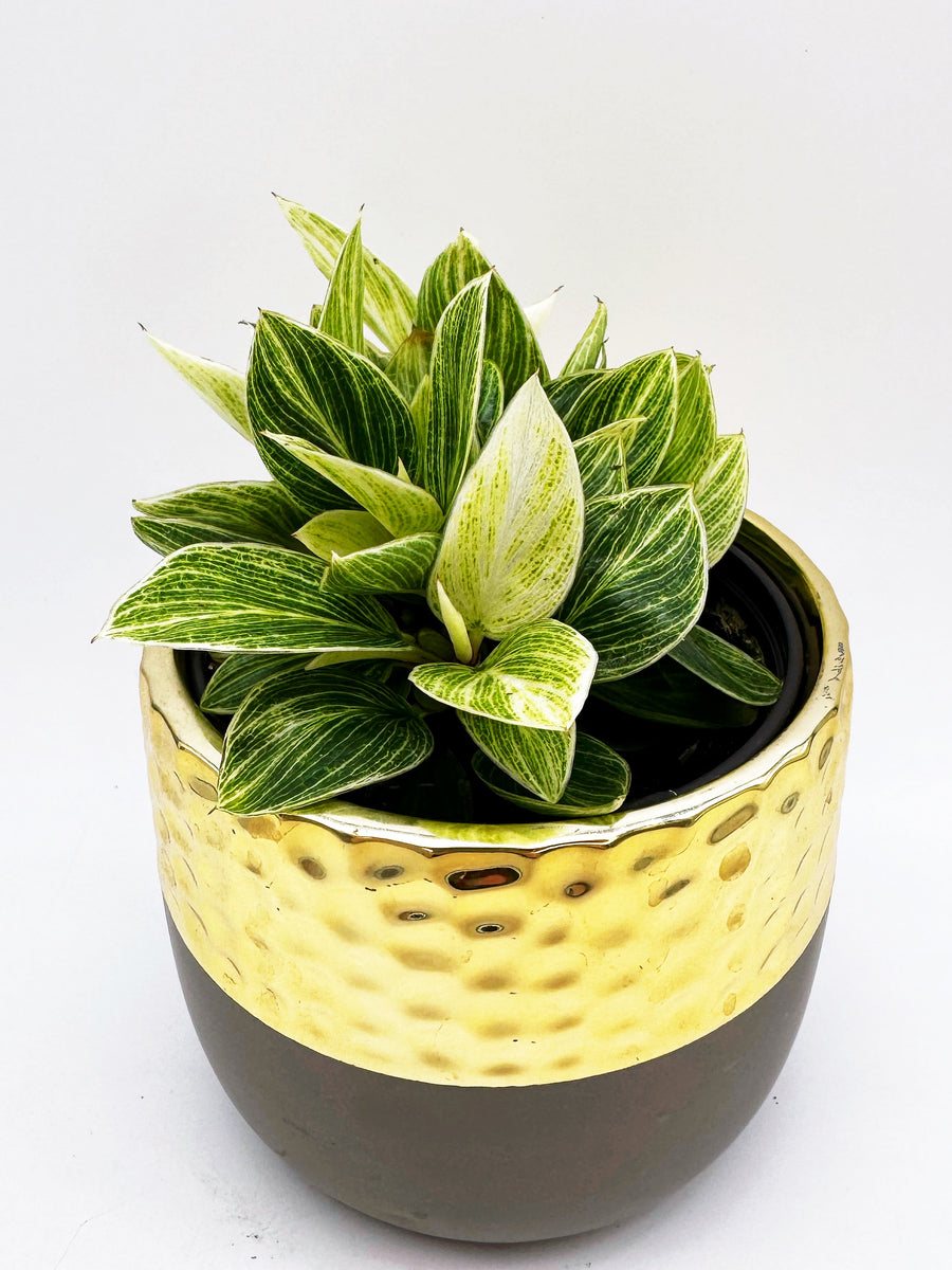 Philodendron Birkin Galaxy – upwegrow