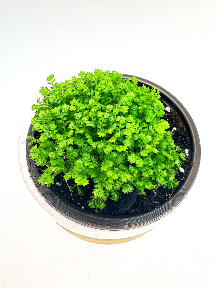 Spike Moss – upwegrow