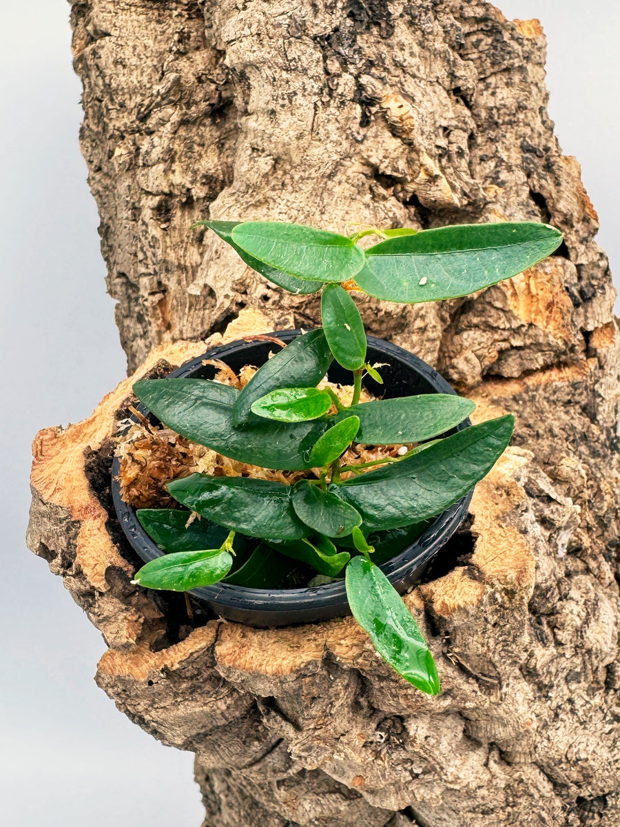 Ficus sp. "Panama" – upwegrow