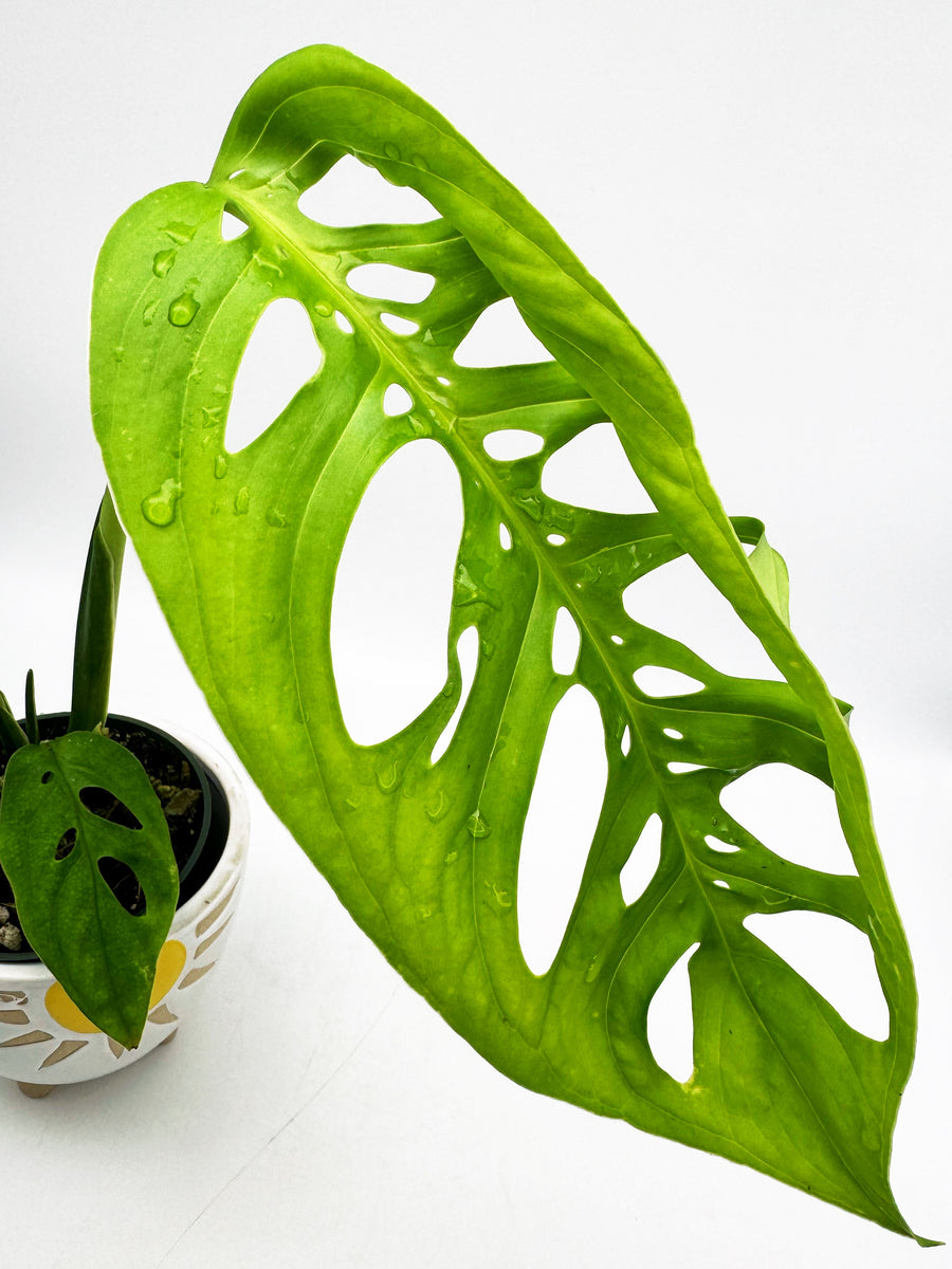 Monstera Esqueleto – upwegrow