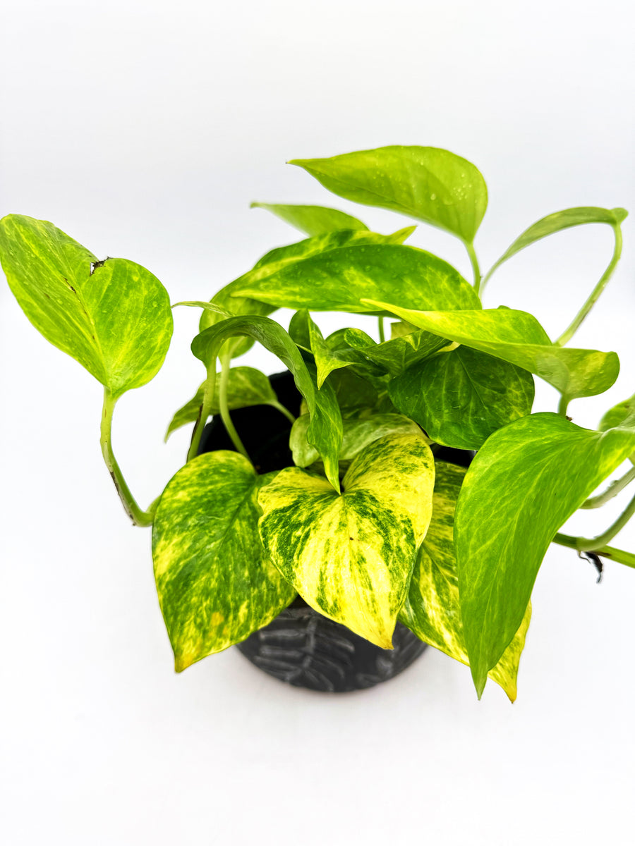Golden Pothos – upwegrow