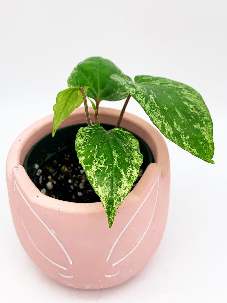 Piper Macropiper Variegated – upwegrow