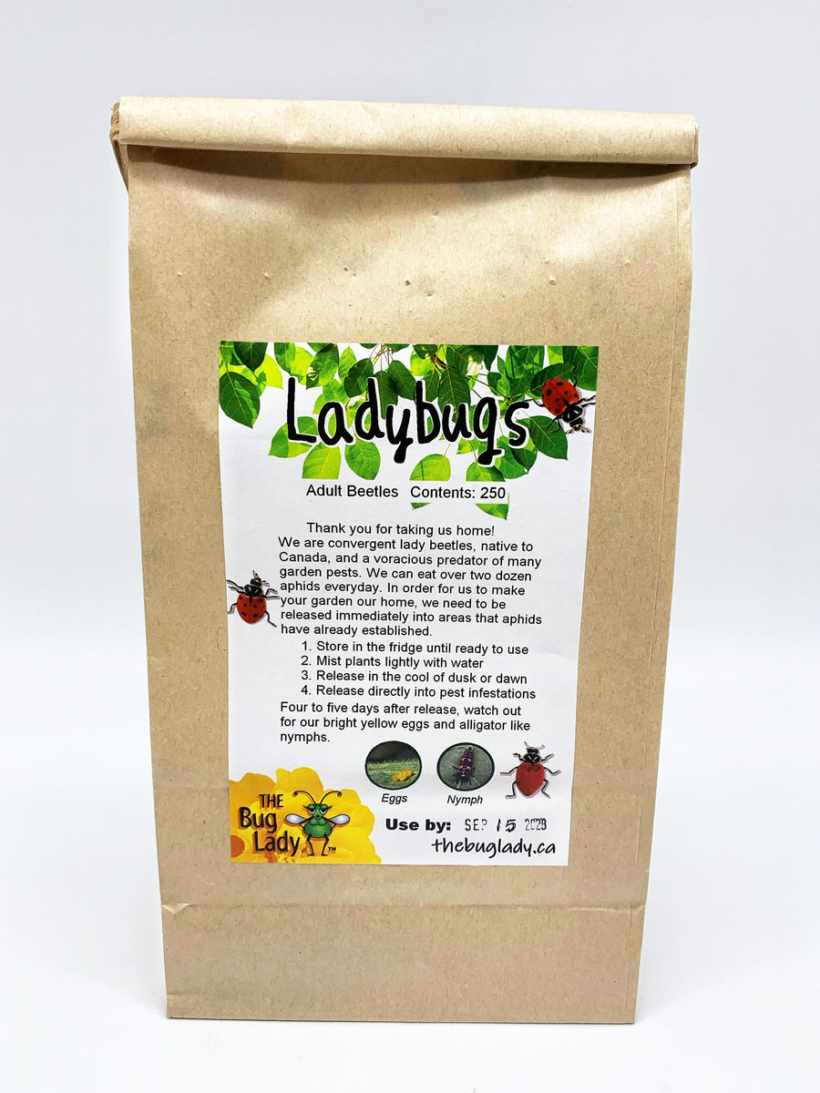 Predatory Insects - Ladybugs – upwegrow