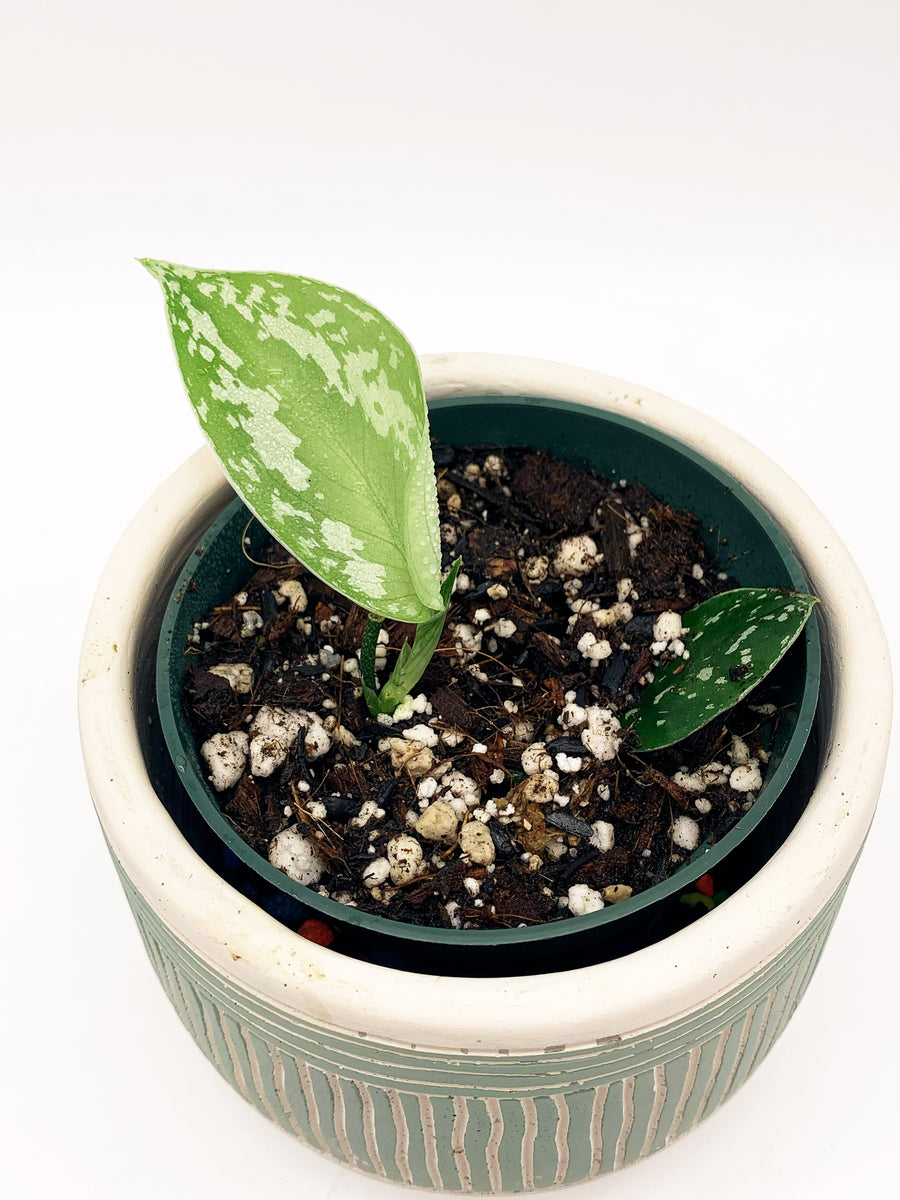 Scindapsus Hask – upwegrow