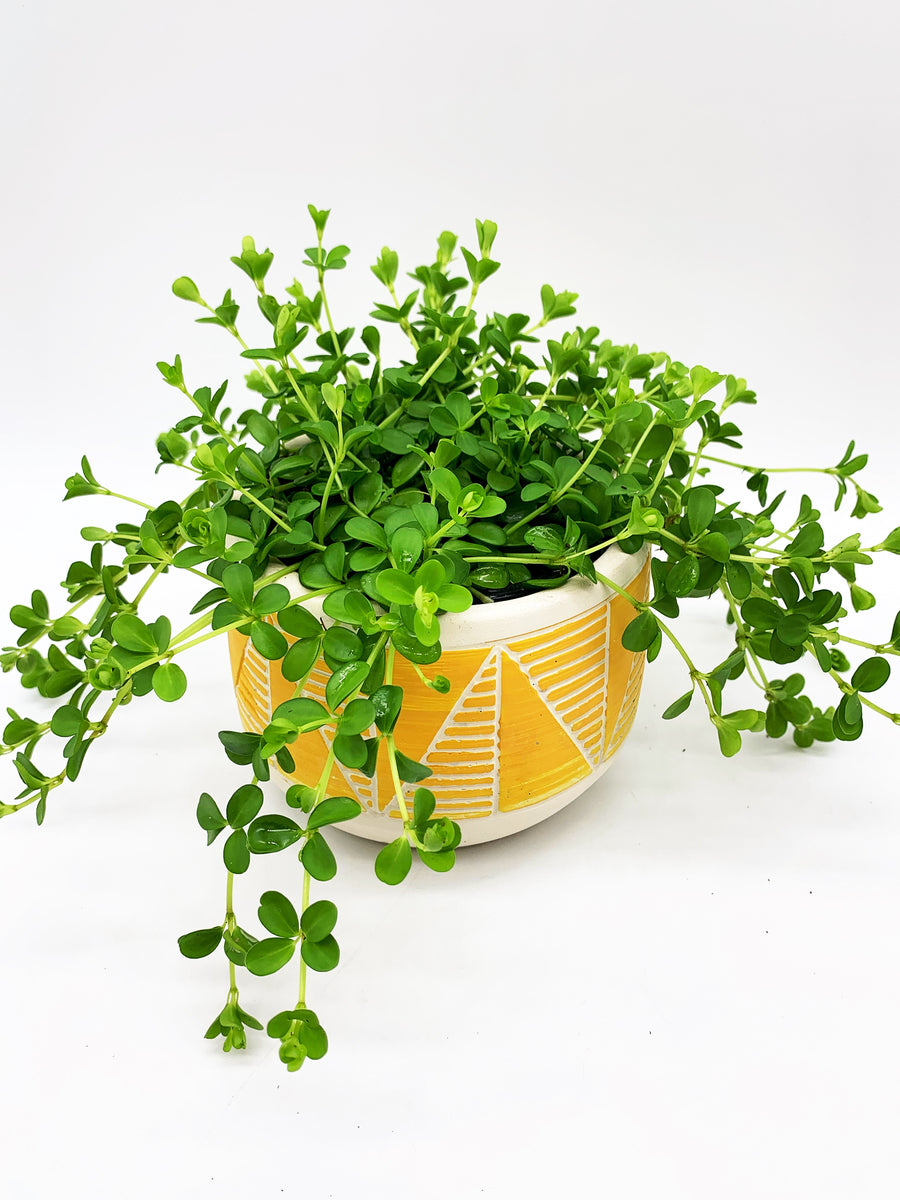 Peperomia Deppeana – upwegrow