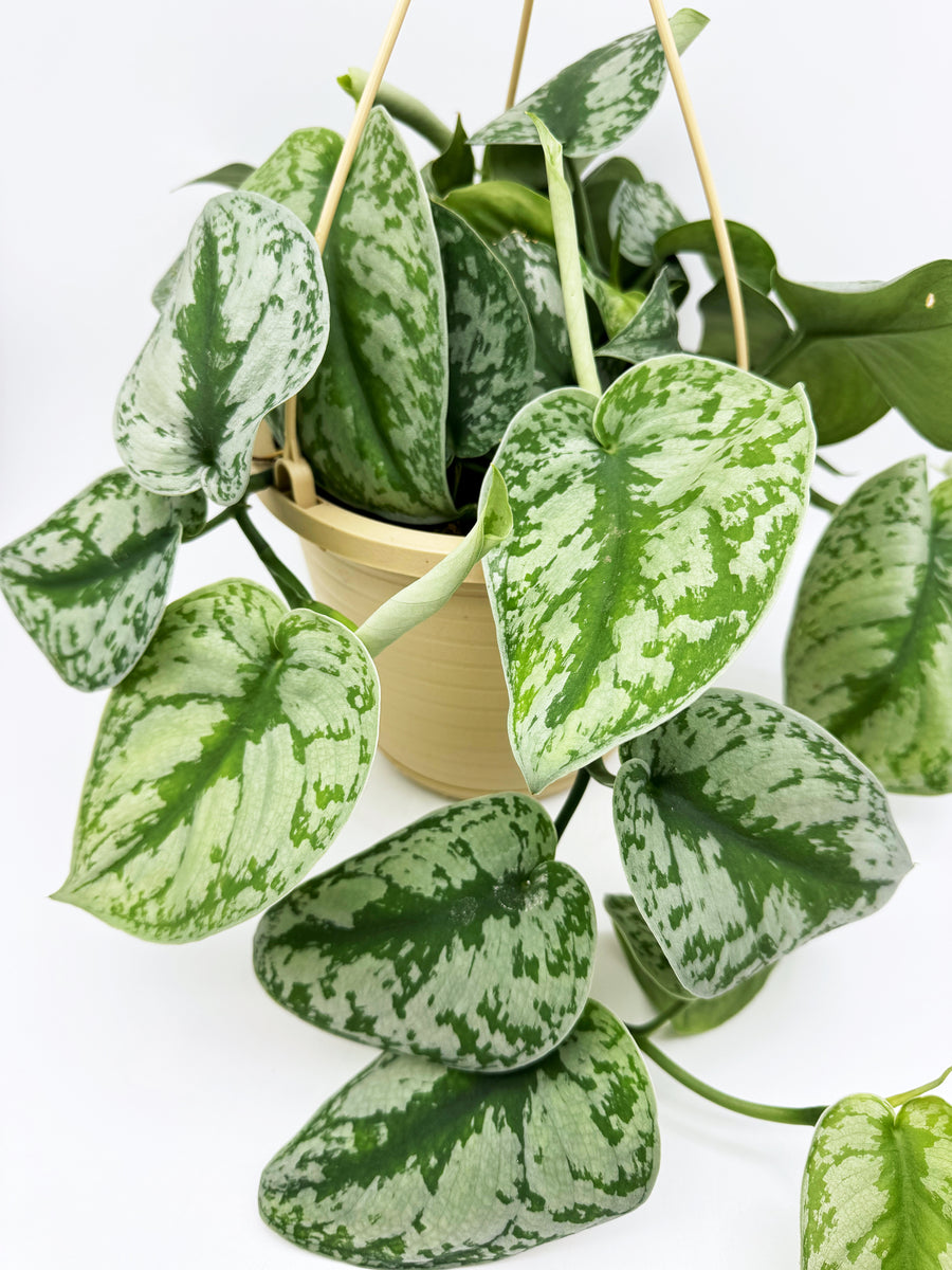 Silvery Anne Pothos – upwegrow