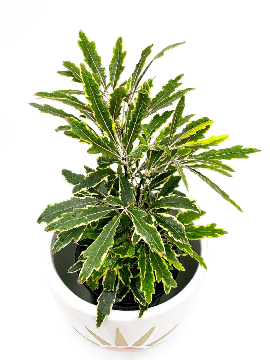 Variegated False Aralia – upwegrow